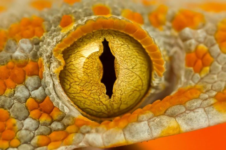 12 Most Unusual Animal Eye