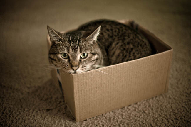 Cute Pictures of Cats in Boxes