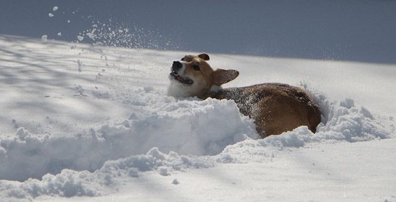 25 Dogs That Really Love Snow