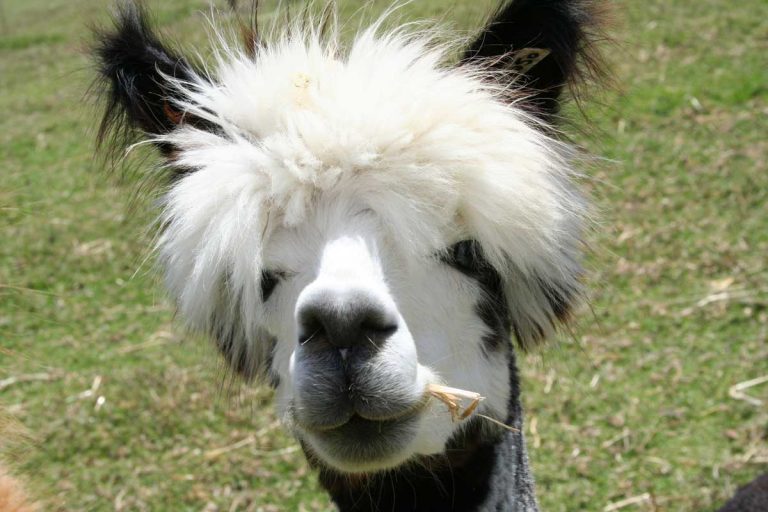 The Most Fabulous Alpacas Hairstyles Ever