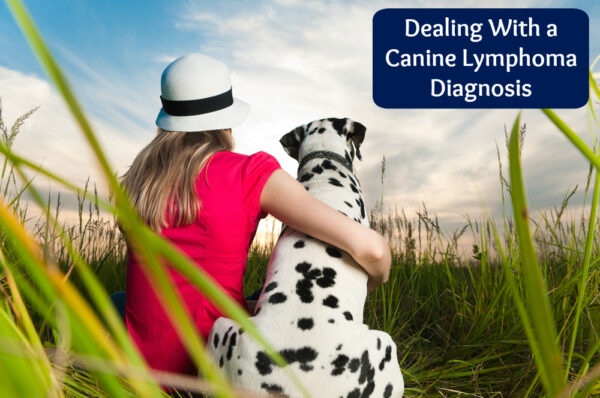 When Your Dog Has Lymphoma - Some Pets